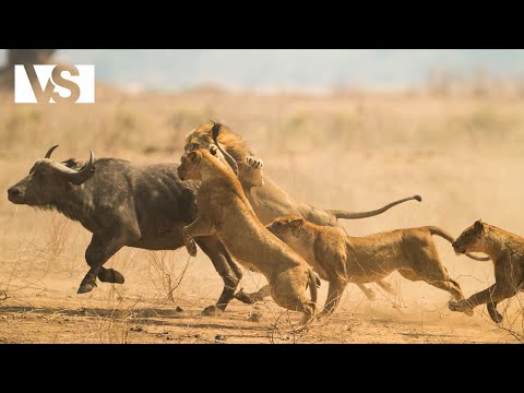 KALAHARI | Borba za Preživljavanje u Afričkoj Pustinji – Dokumentarni Film o Životinjama