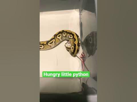 Hungry little python #shorts #ballpython - YouTube
