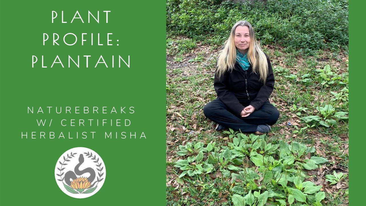 Plantain Plant Profile: Plantain (Florida Native Plant) - YouTube