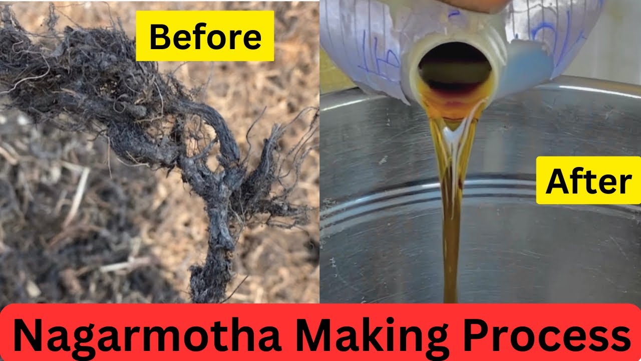 Nagarmotha Essential Oil | Full Making Process|नागरमोथा की जानकारी ...
