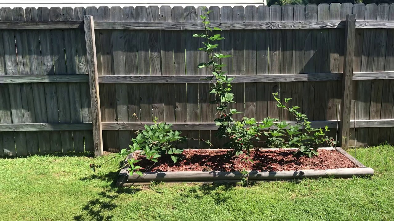 1 year update Apache Thornless BlackBerry Bushes. - YouTube