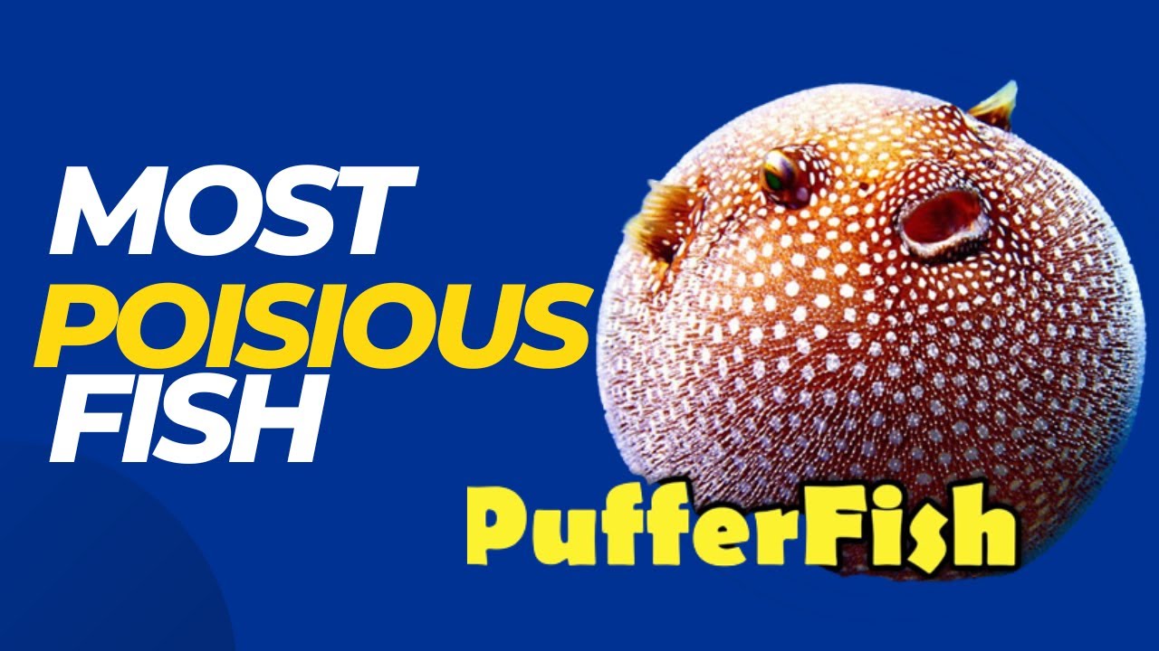 most poisonous fish the pufferfish | amazing abilities of pufferfish ...
