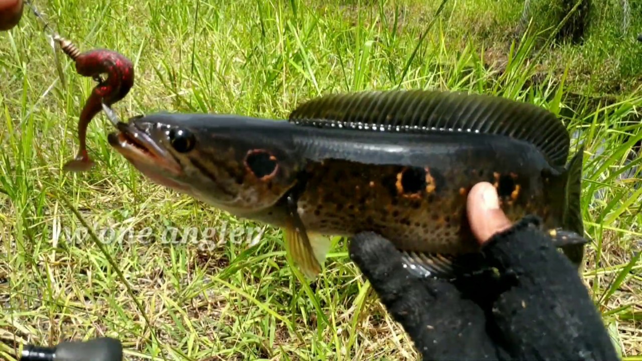#KEHUNG, #TOMAN, #KERANDANG. WOW! MANTAB, PANEN PREDATOR SNAKEHEAD DI ...