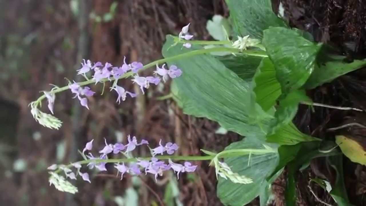 ナツエビネ Calanthe reflexa - YouTube