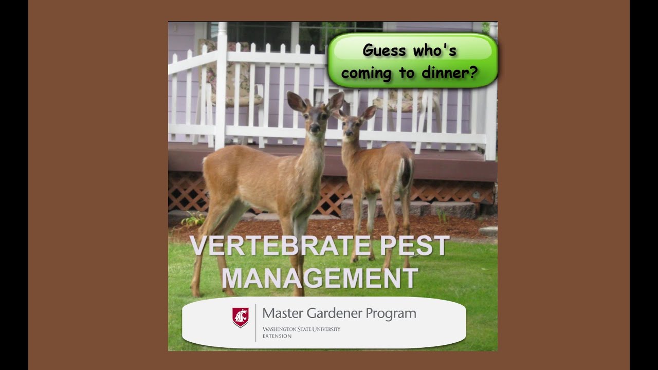 Vertebrate Pest Management - YouTube