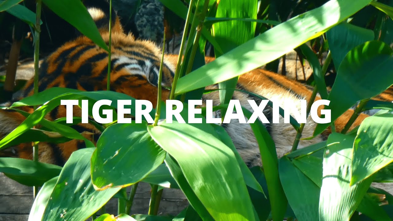 Relaxing Tiger Background Ambience For Sleep | Study | Relax - 3 Hours ...