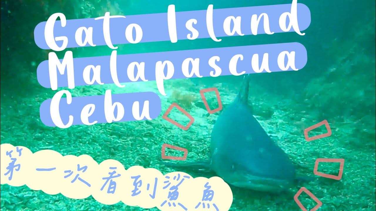 202304 - 菲律賓 宿霧 媽媽島潛旅gato island / malapuscua cebu - YouTube