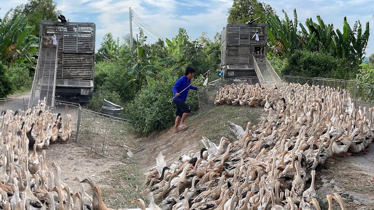 Use a truck to transport the ducks from a dry place to a new place so ...