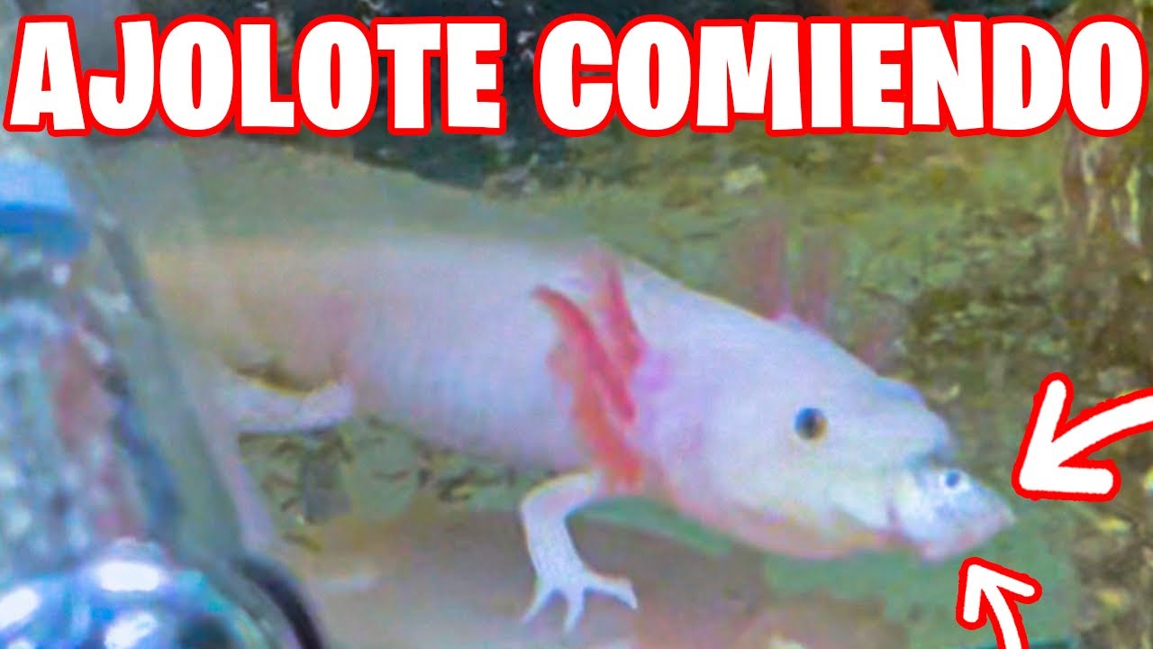 AJOLOTE COMIENDO PECES - YouTube