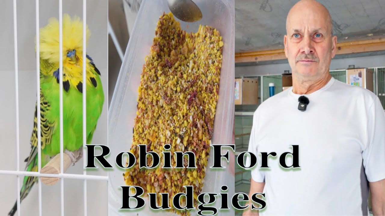 Visiting Budgie Breeder Robin Ford | Bird Breeding Tips, Feeding ...