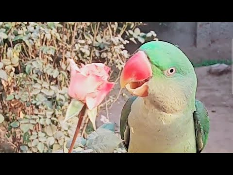 Parrot Playing With Flowers 🌹 || My Sweat Birds - YouTube