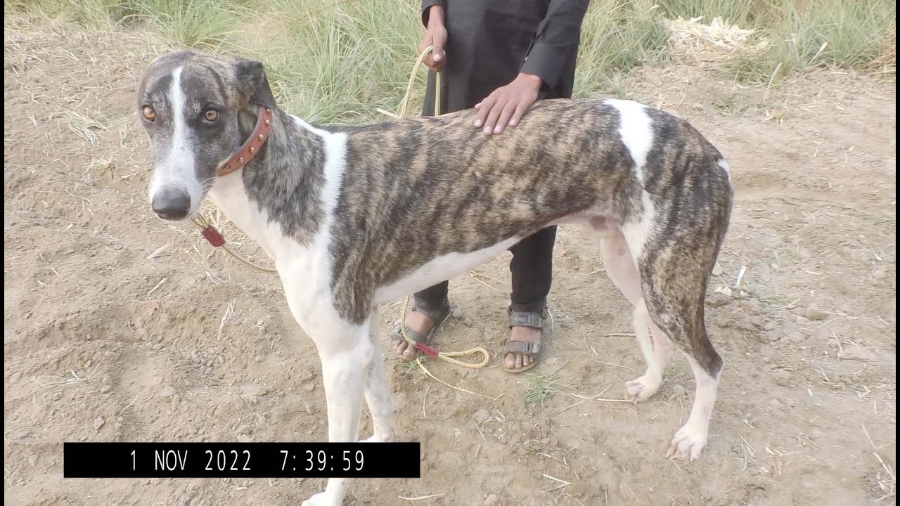 Important dog Track race Mohsin dorchi khaild bhai ali check dog ...