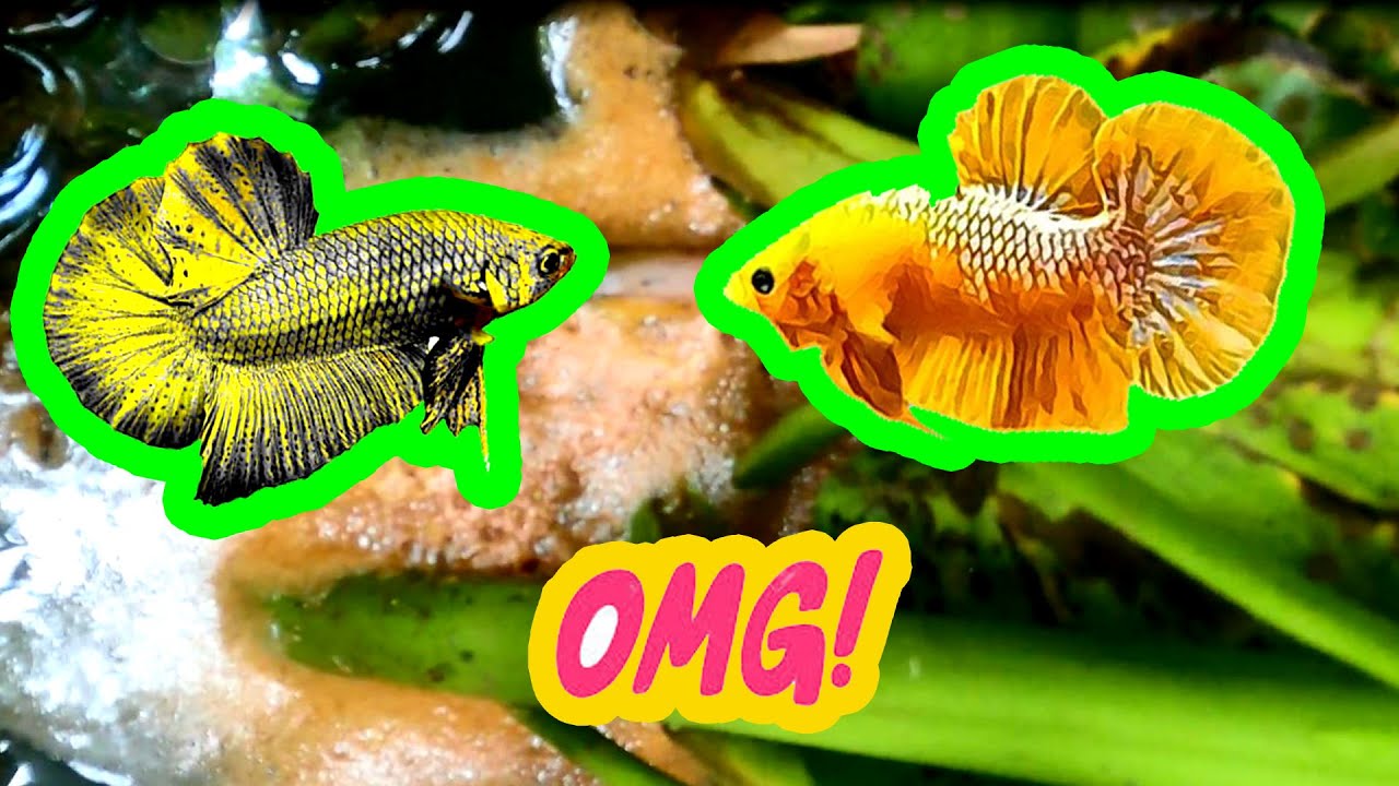 Never believe how man catch betta fish lake look so amazing fishing ...