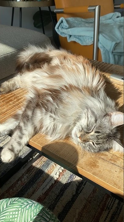 Kitten laying on the table😱 #eevee #mainecoon #kitten #cat #cute - YouTube