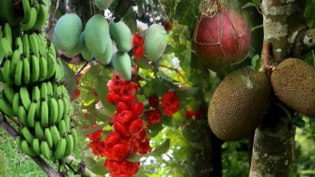 Orchards of Paradise! Organic Fruits Heaven in a Bangladeshi Village ...