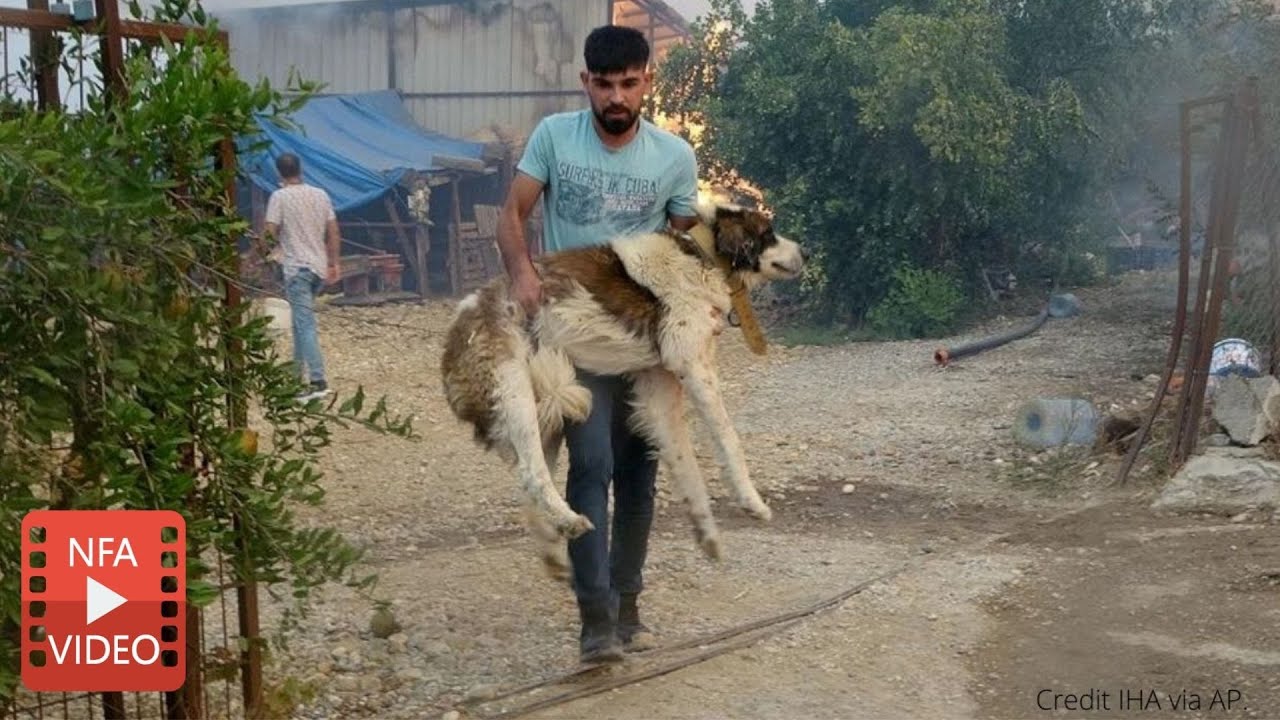 Trapped, terrified animals URGENTLY need help NOW! - YouTube