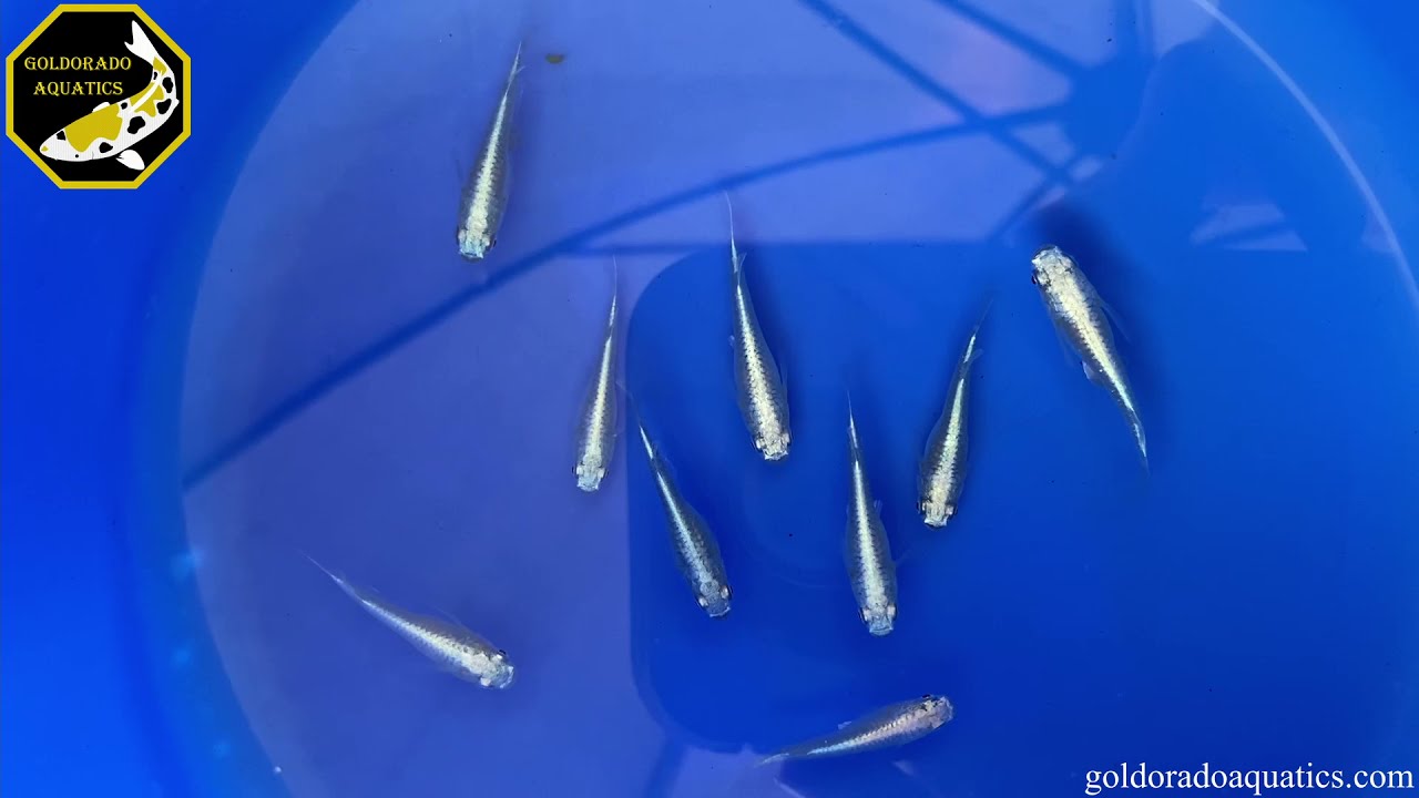 Blue Miyuki Full Body Medaka - Japanese Rice Fish - YouTube