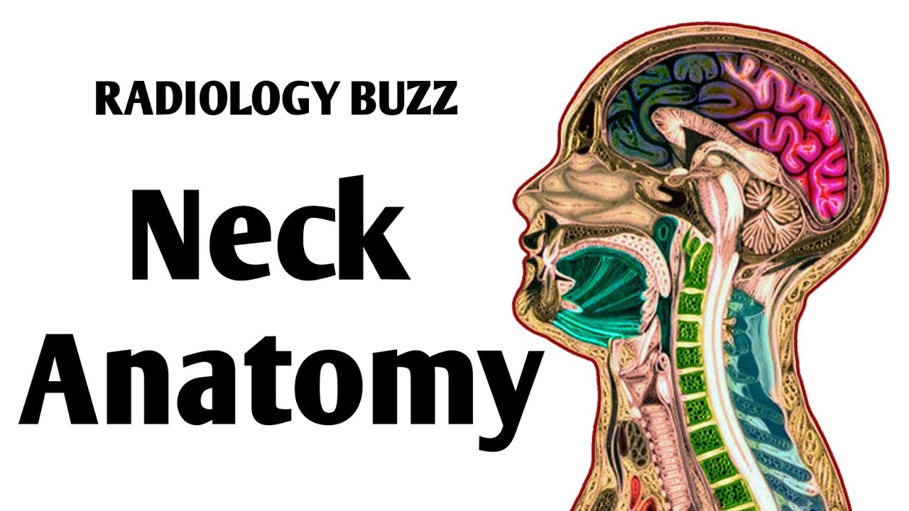 Neck Anatomy and Clinical Aspects of Neck - YouTube
