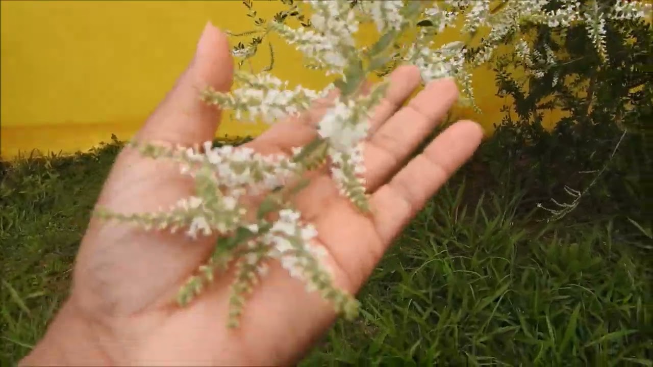CONHEÇA MUTRE- PLANTA QUE ATRAI MUITAS ABELHAS E BORBOLETAS - YouTube