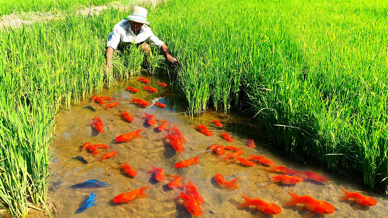How Ornamental Fish Farmer Raising Thousands of fish and Harvest - Mud ...
