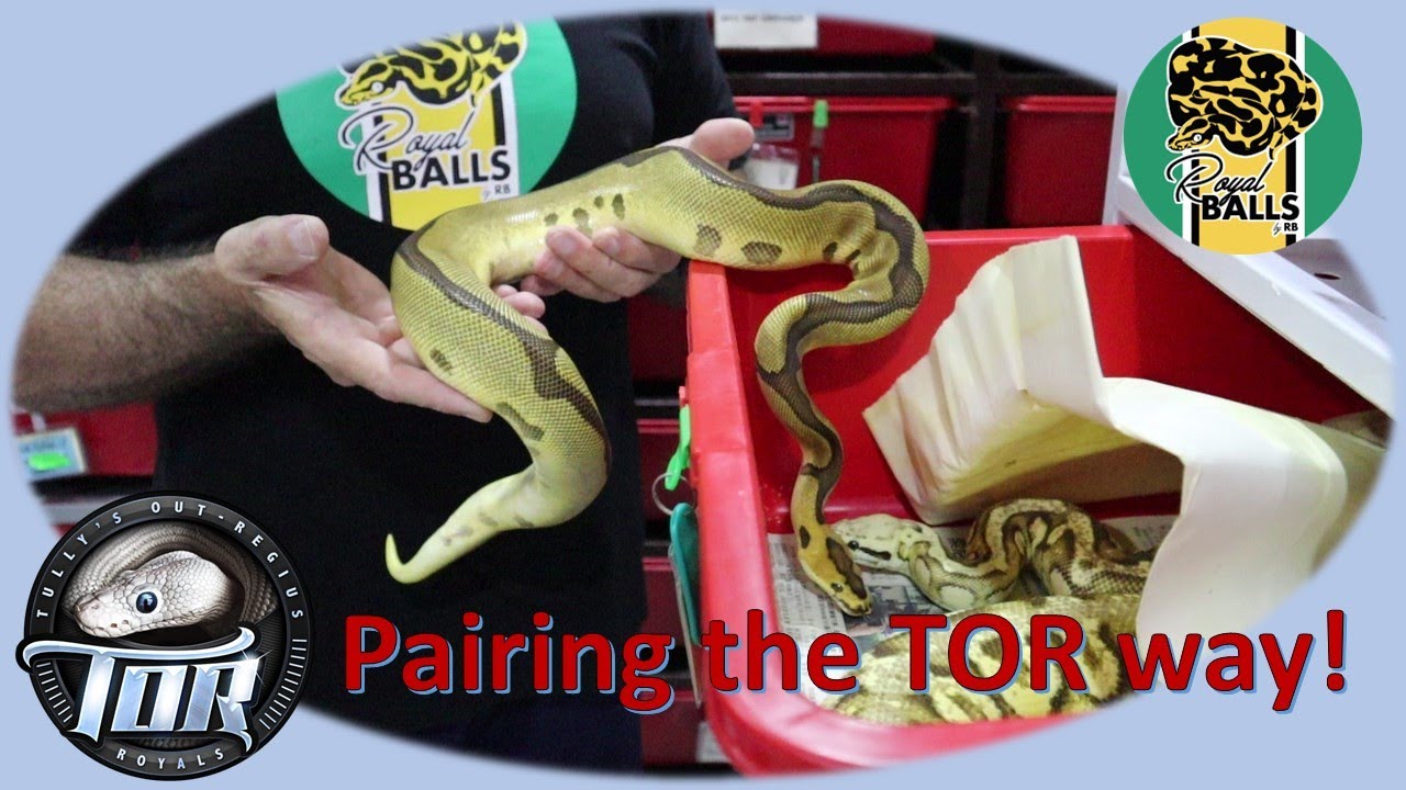 Breeding Ball Pythons; Pairing the TOR way - YouTube