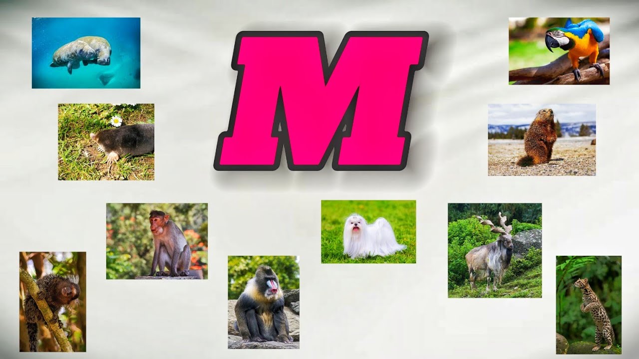 10 Animals name start with letter M with spellings or pictures - YouTube