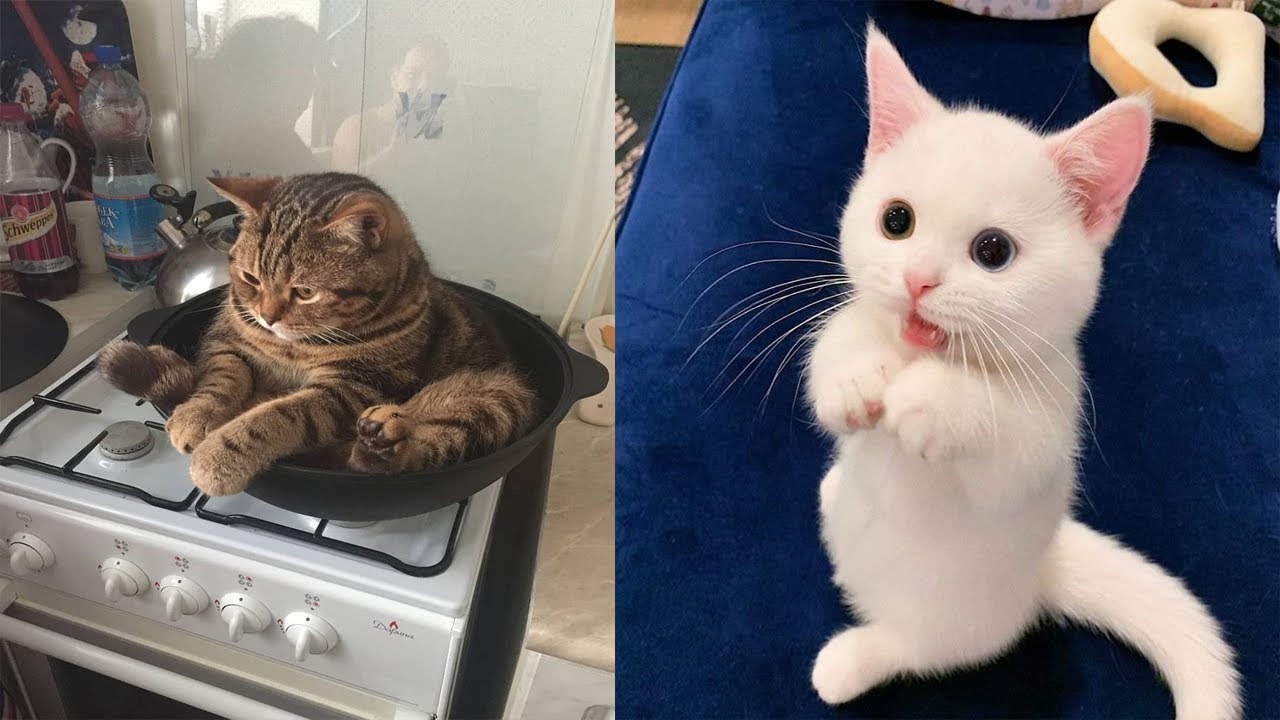 Baby Cats - Cute and Funny Cat Videos Compilation #1 - YouTube