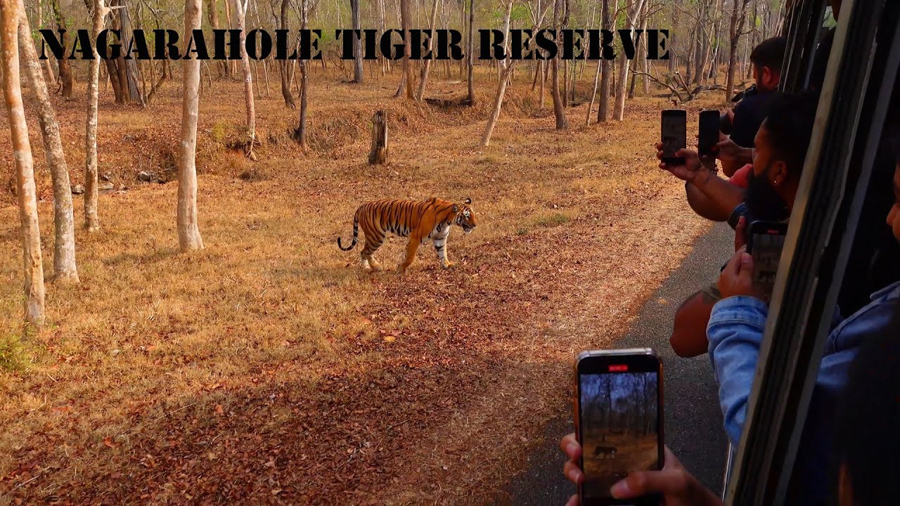 Tiger Spotted at Nagarhole National Park - YouTube
