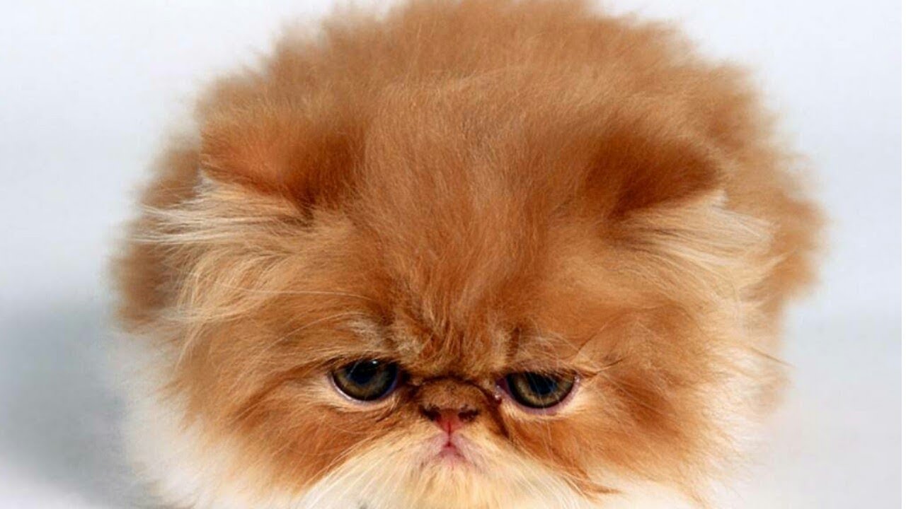 funny cats compilation 2017 | funniest animals fails ever, try not to ...