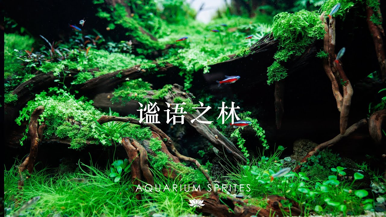 [4K]靜謐之林|出梅即炎夏魚缸沉浸欣賞Quiet forest | out of the plum is the summer fish ...