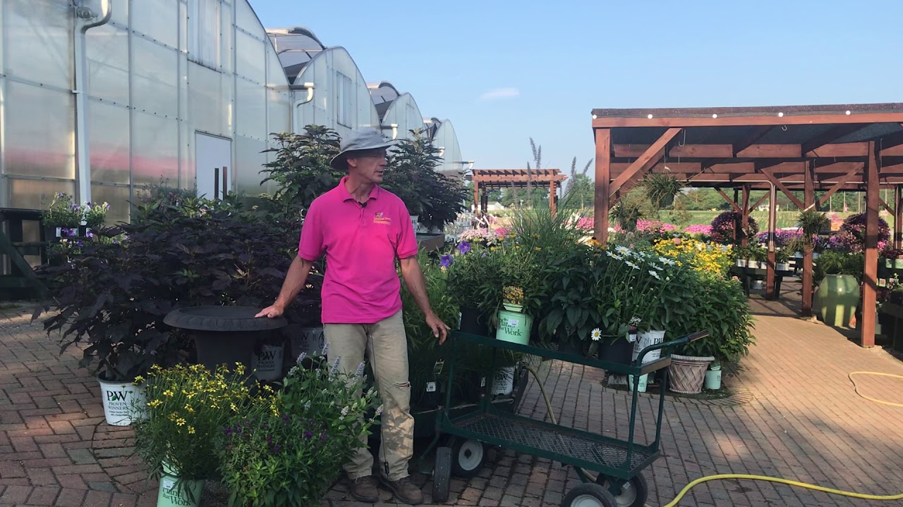 Summer flowering Perennials at Scheiderer Farms! - YouTube