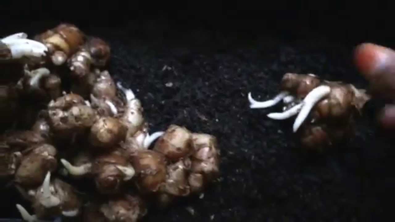How to grow Sand Ginger - Part 1 (31.05.14) - YouTube