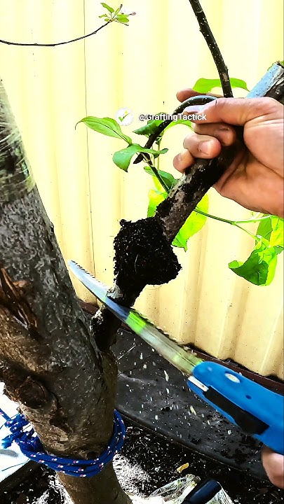 air layering apple tree #graftingtactick #gardening #grafting # ...