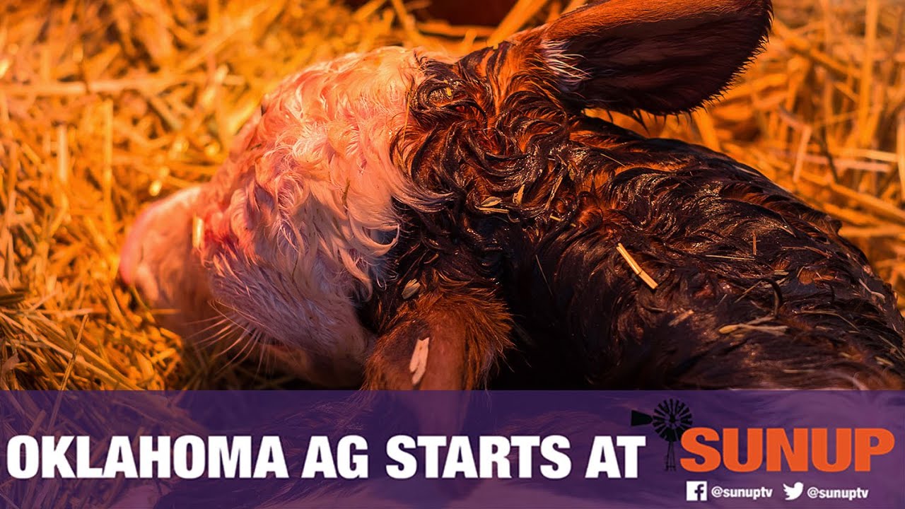 Helping Cold Stressed Calves (2/29/20) - YouTube