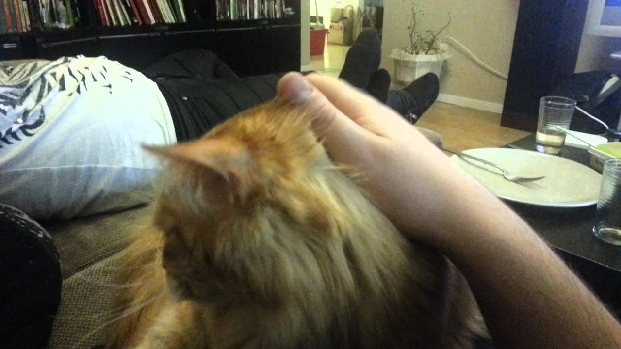Maine coon cuddle - YouTube