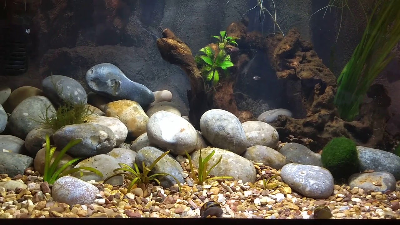 Temperate Aquarium | Day 14 | New Fish! - YouTube