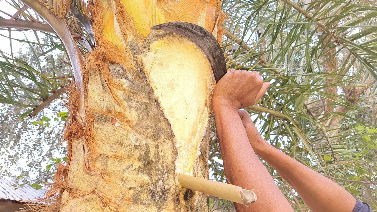Khejurer rosh। খেজুরের রস সংগ্রহ। খেজুরের রস সংগ্রহের পদ্ধতি। খেজুর রস ...