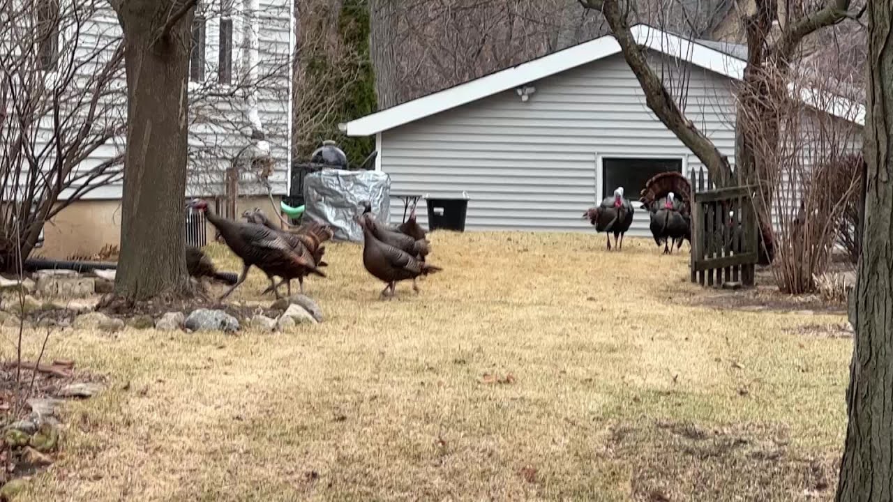 Turkeys take over a Tosa yard - YouTube