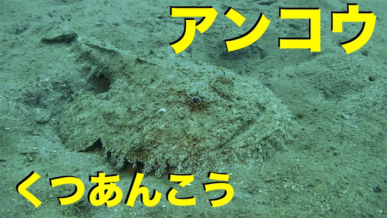 アンコウ 】アンコウはアンコウ鍋に使わない Lophiomus setigerus - YouTube