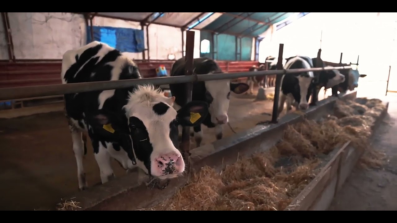A Day In The Life of a Farmed Animal - YouTube