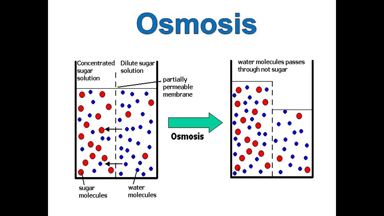 Osmosis - YouTube