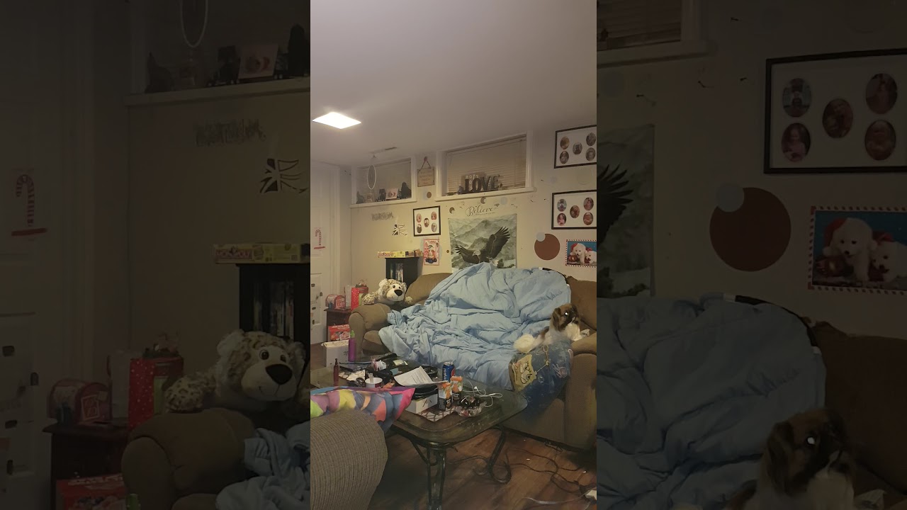 Disappearing dog - YouTube