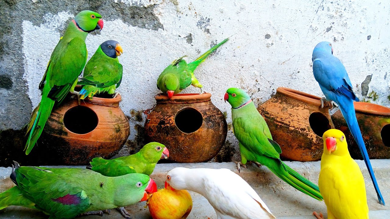 Ringneck Natural Sound !! Colorful Ringneck Parrot - YouTube