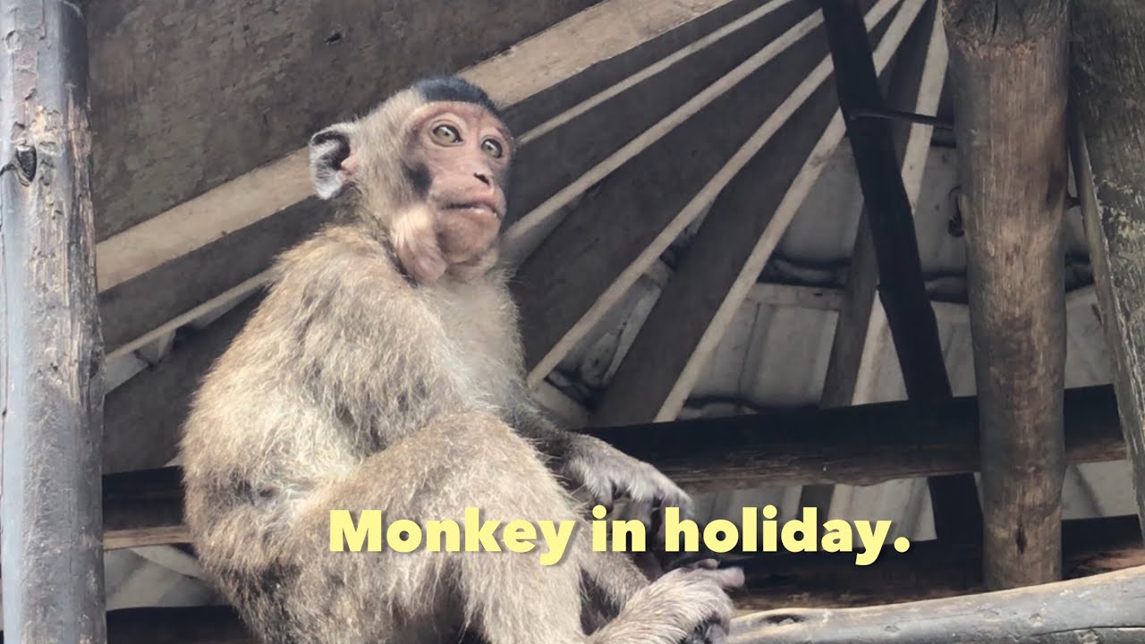 ลิงบางขุนเทียน : Monkey free style in holiday. - YouTube