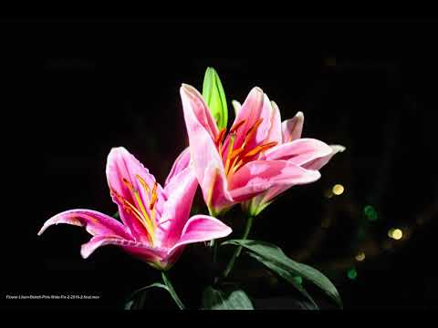 Flower Lilium Bokeh Pink Wide_Flower growth_01