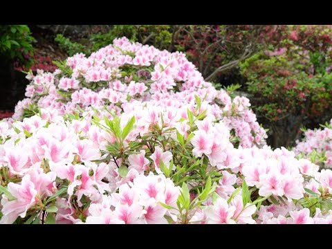 古典音樂花園：Liszt - Consolation D Flat Major No. 3