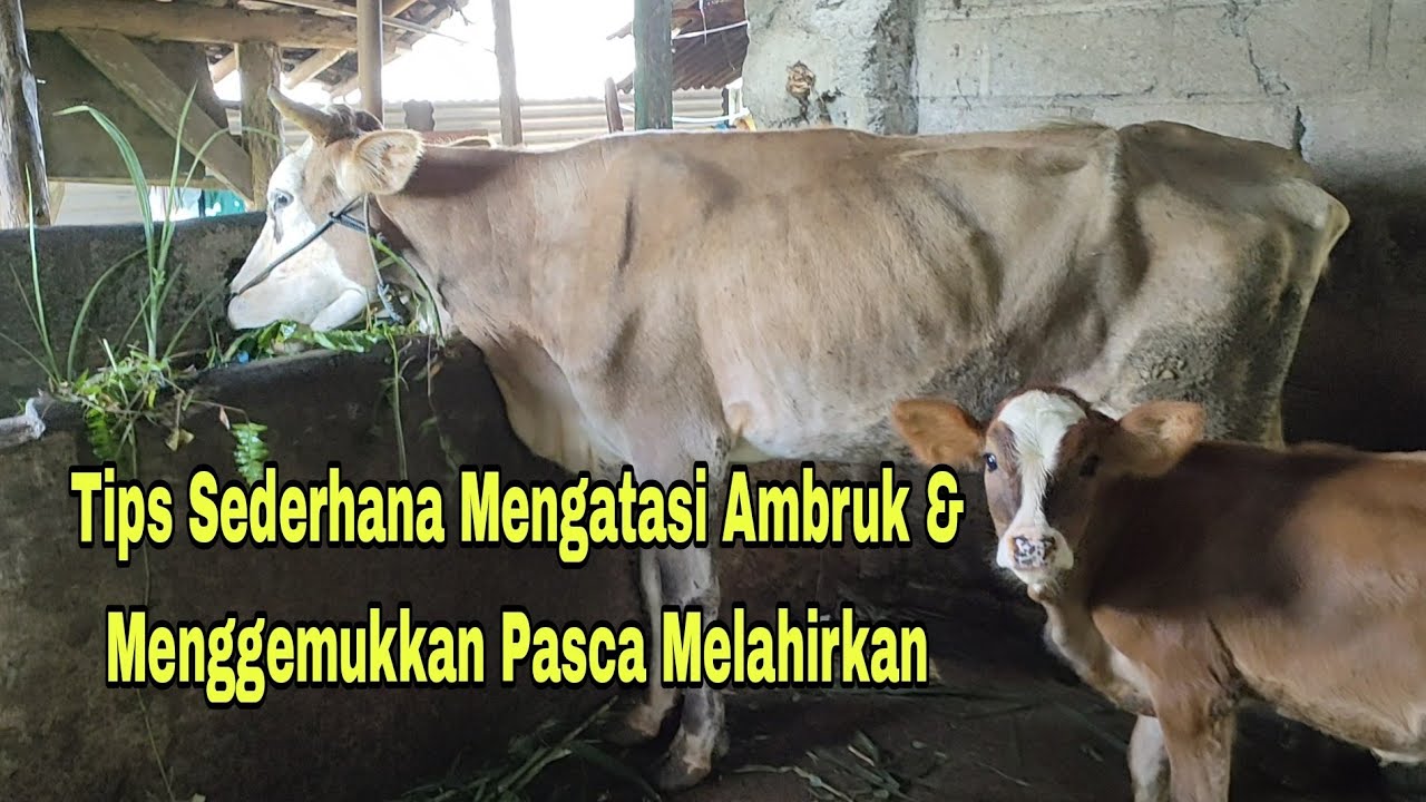 Tips Sederhana Mengatasi Sapi Ambruk dan Menggemukkan Setelah ...
