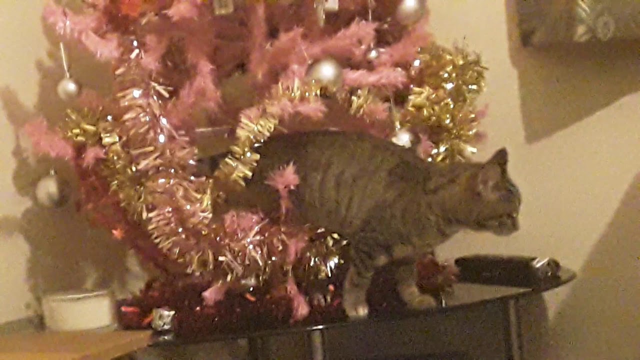 RIP Christmas tree 😂😂😂😂😂😂😂😂😂😂 - YouTube