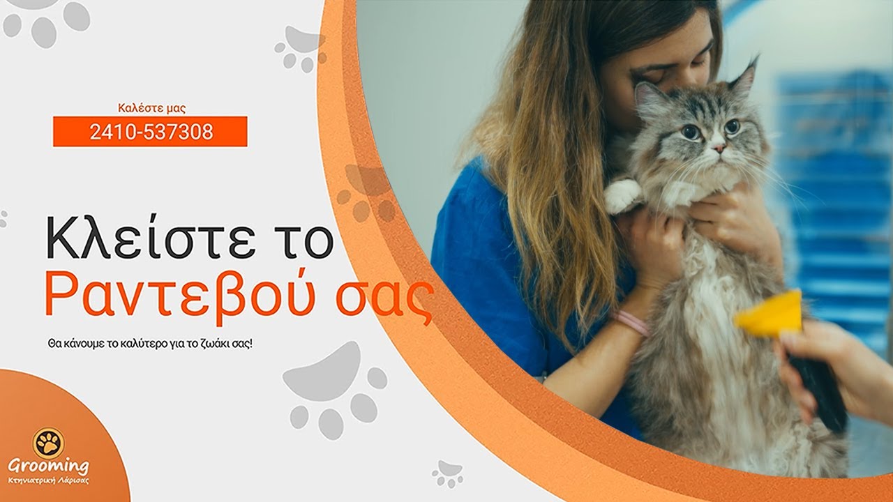 Κουρεμα γατας ️ ️😸 Περιποιηση γατας στην Grooming Λαρισας - YouTube