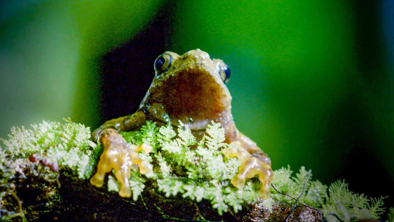 Frog's Incredible Mating Technique | Earth's Tropical Islands | BBC ...